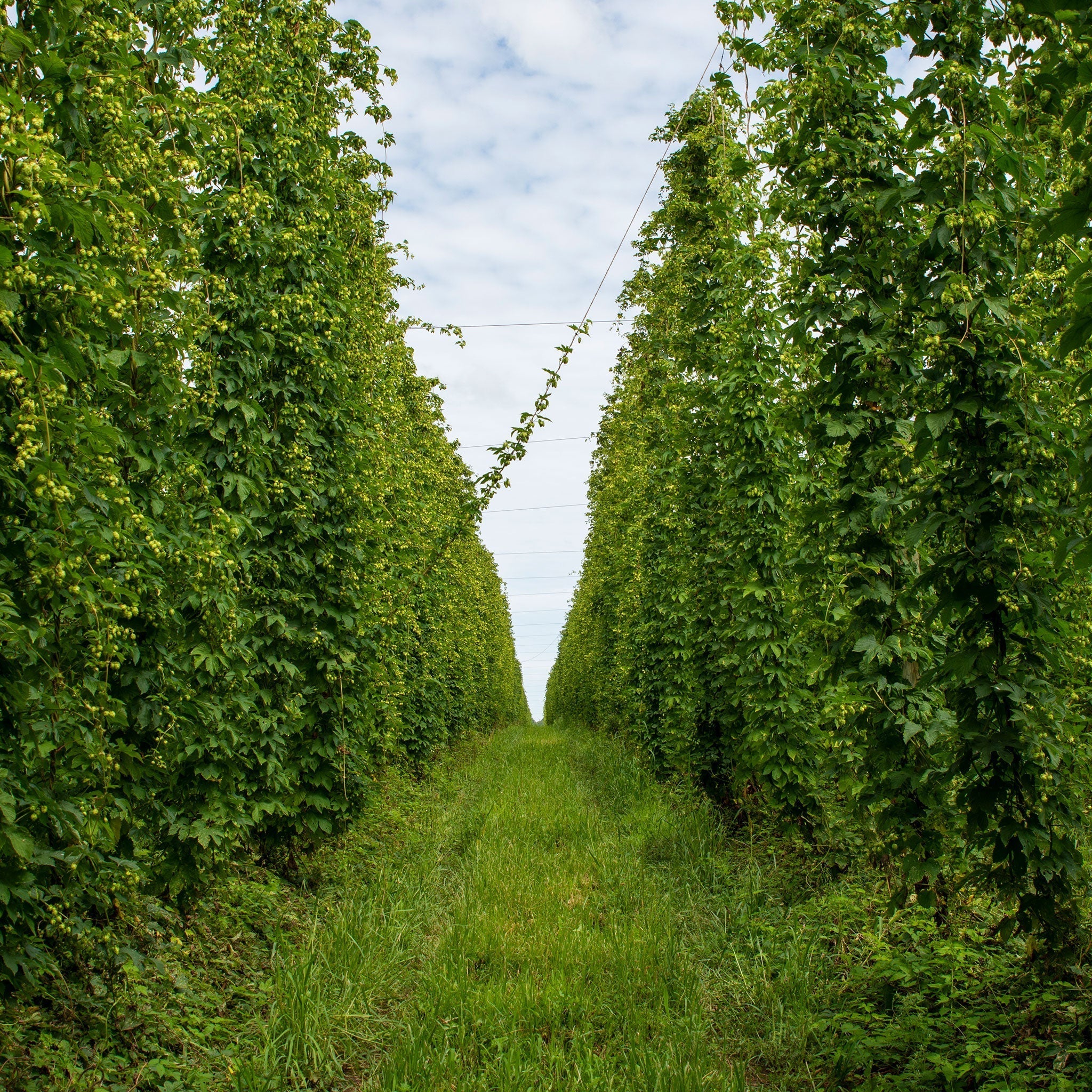 IPA Hop Rhizomes Grow Kit